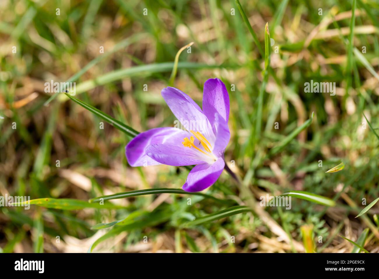 Purple Crocus flower in early springtime. England, UK Stock Photo - Alamy