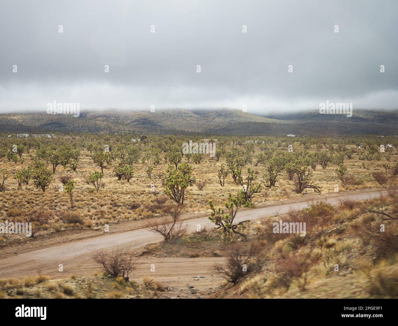 Wide angle of the Joshua Tree Forest in Arizona. This is a broad ...