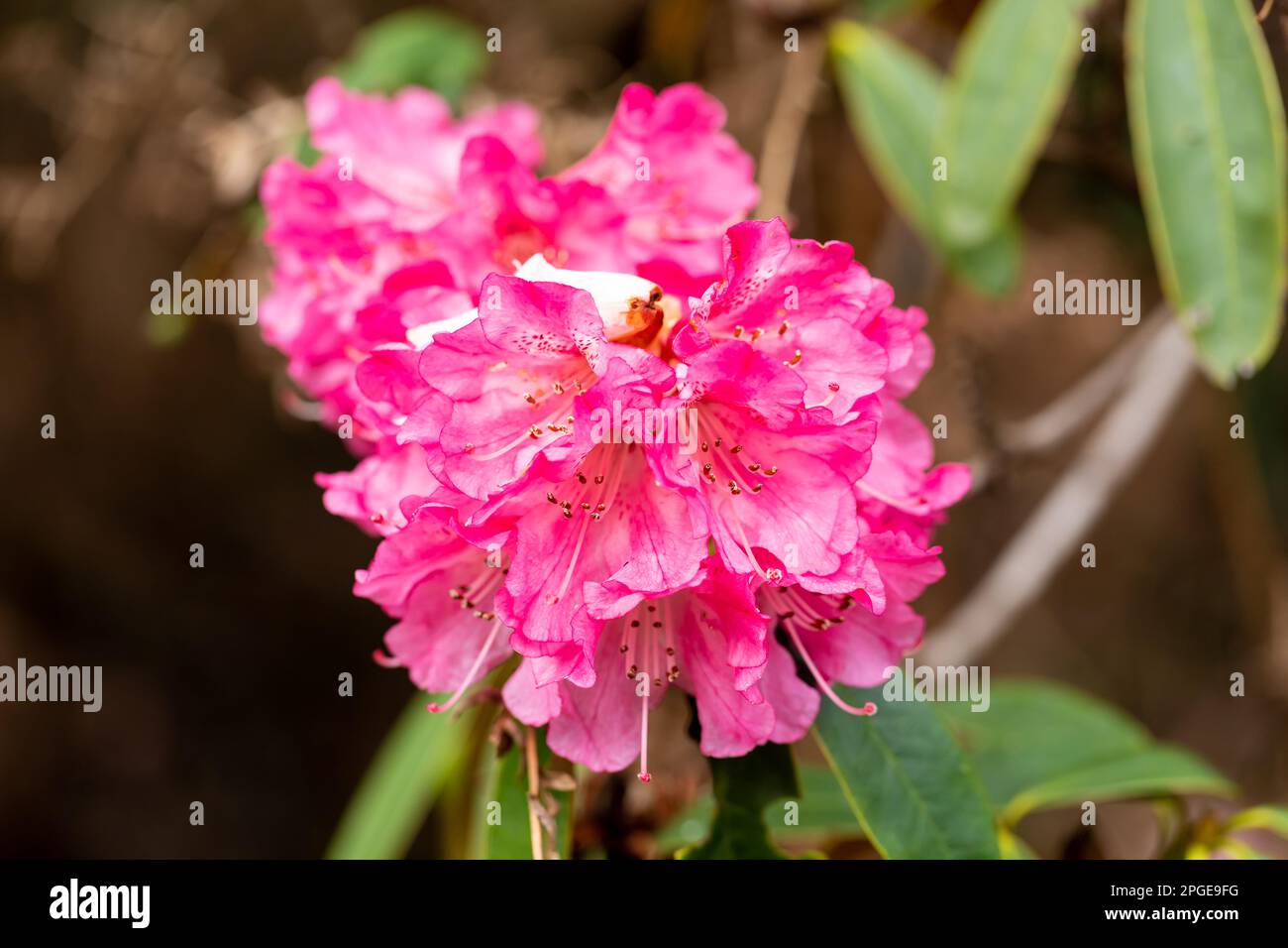 Early spring rhododendron hi-res stock photography and images - Alamy