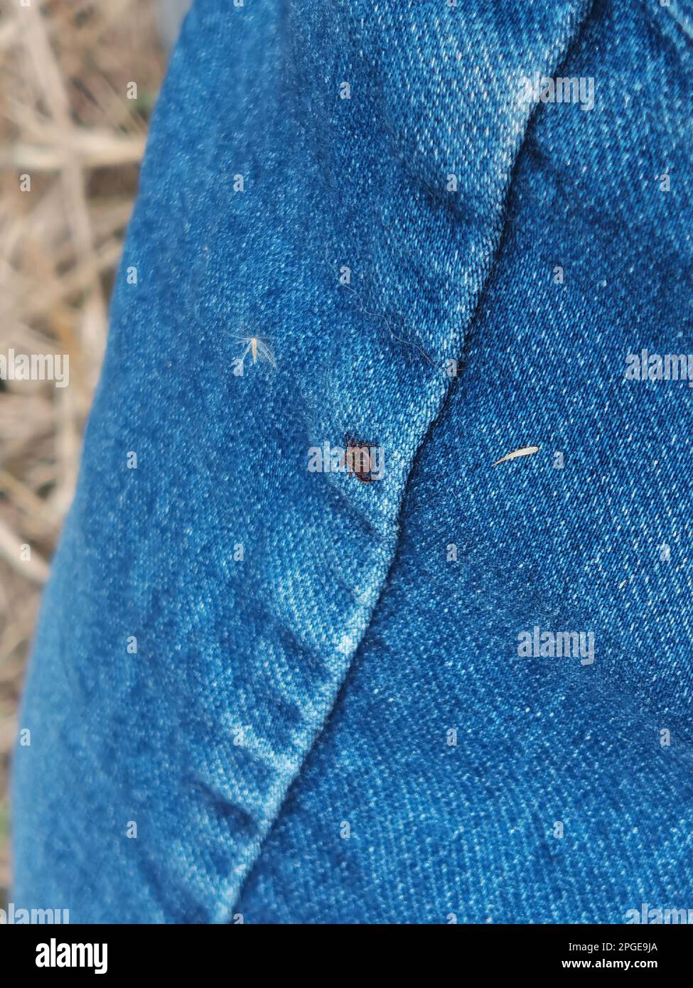 Man with tick hi-res stock photography and images - Alamy