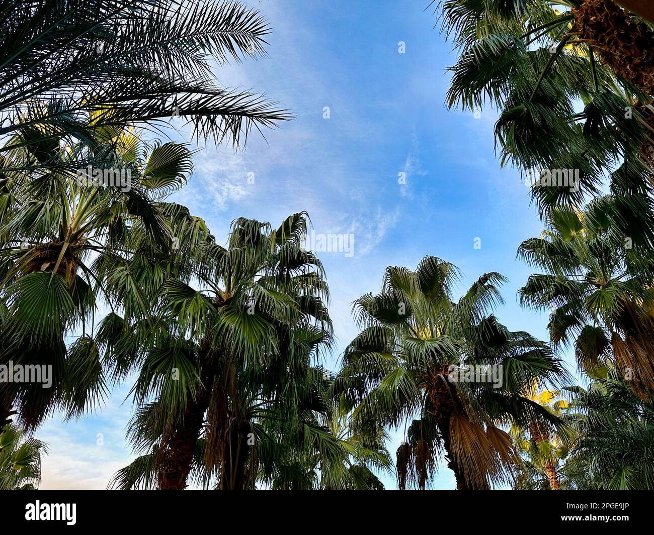 Relaxing on balcony of Las Vegas resort viewing palm trees and pool ...