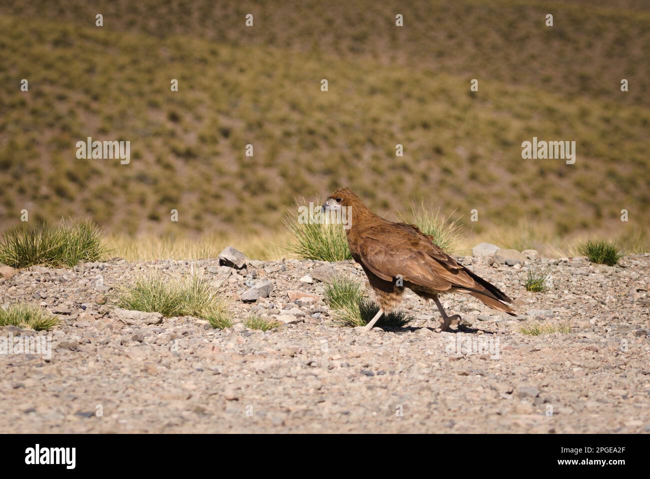 Juvenile mountain caracara (Phalcoboenus megalopterus) in the natural ...