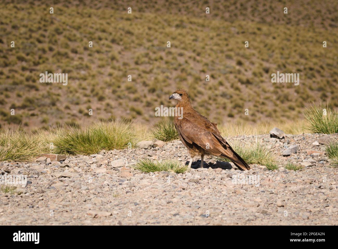 Juvenile mountain caracara (Phalcoboenus megalopterus) in the natural ...