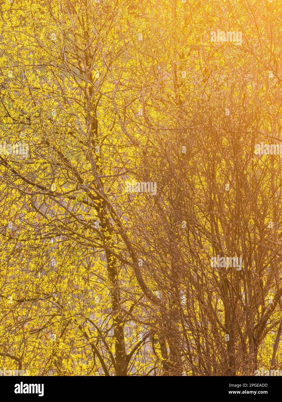 A sunrise drenches a tree branch in golden sunlight, highlighting its ...