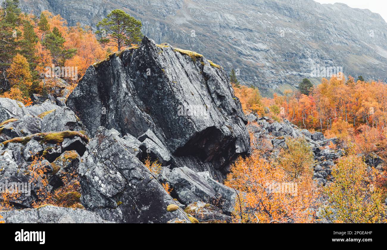 Big trees colored autumn hi-res stock photography and images - Alamy