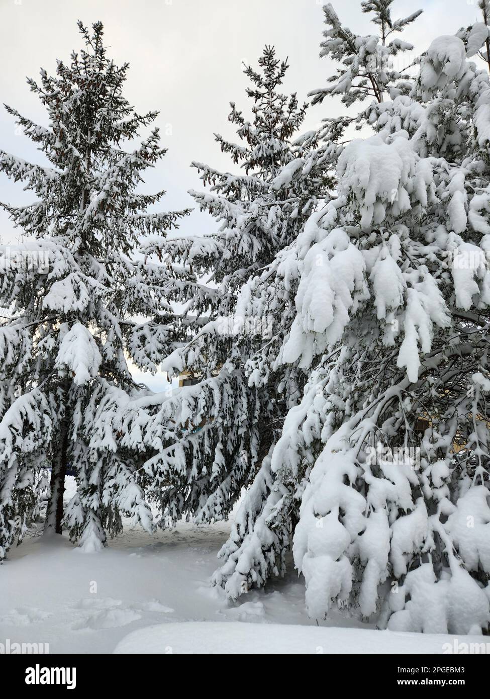 Featuring coniferous trees hi-res stock photography and images - Alamy