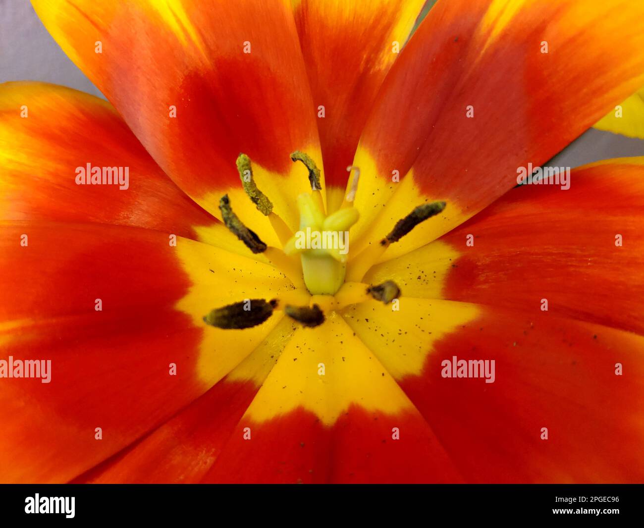 Beautiful Bright Red Orange Yellow Tulip flower close-up Stock Photo ...