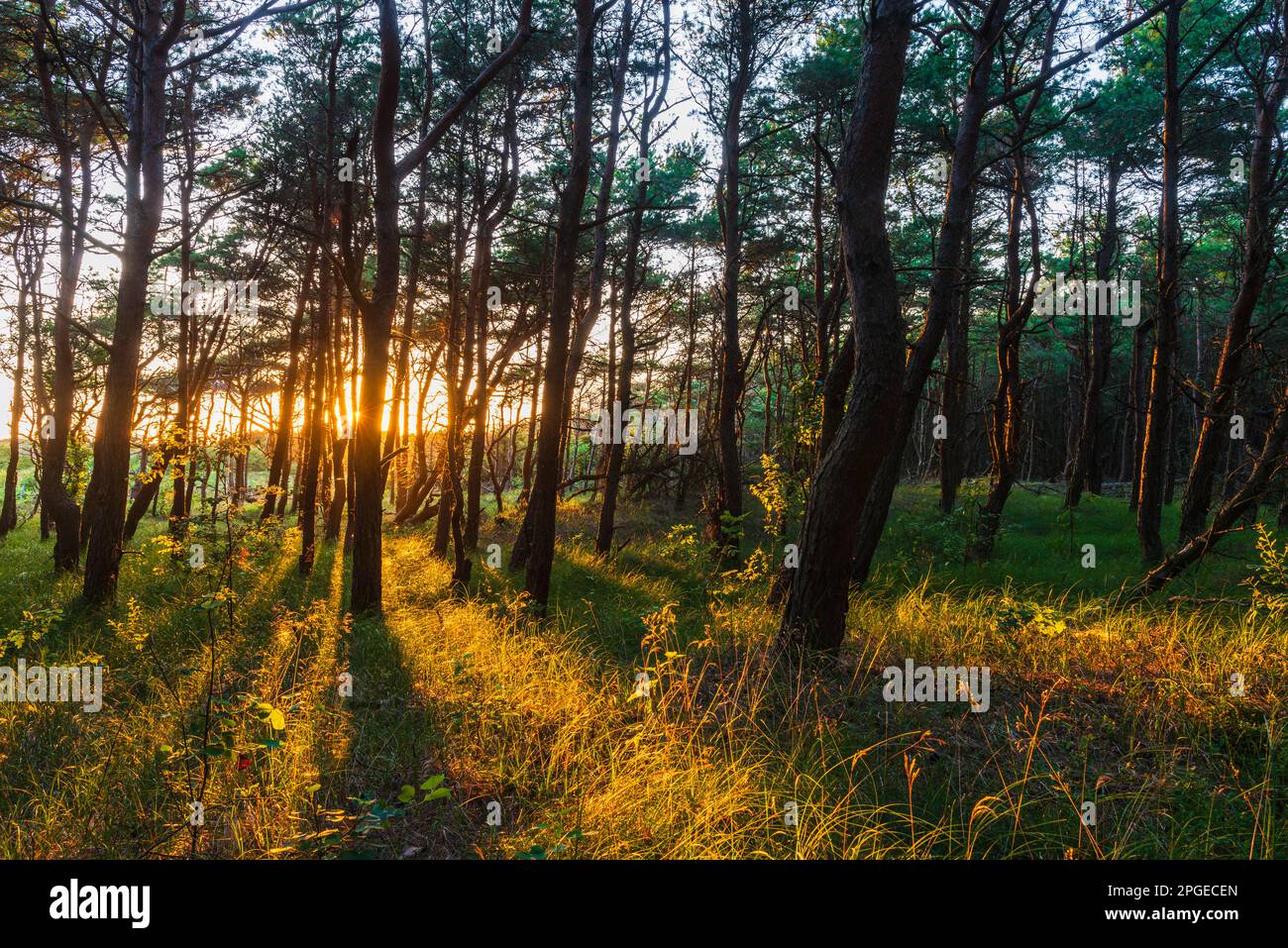 Sun shining through forest, Sweden Stock Photo - Alamy