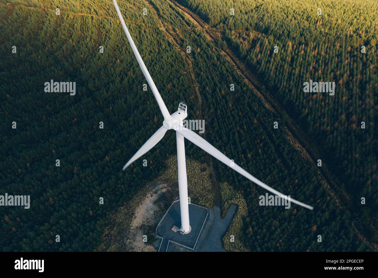 Raheenleagh forest, Ballinvalley, Co.Wicklow / Ireland - The newest ...