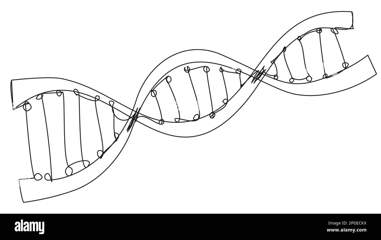 DNA spiral in one line doodle style isolated on white background Stock ...