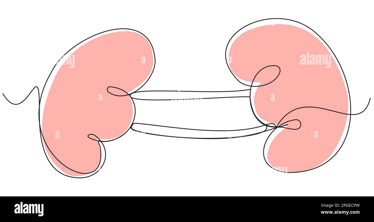 Human kidneys in one line on a white background Stock Vector Image ...