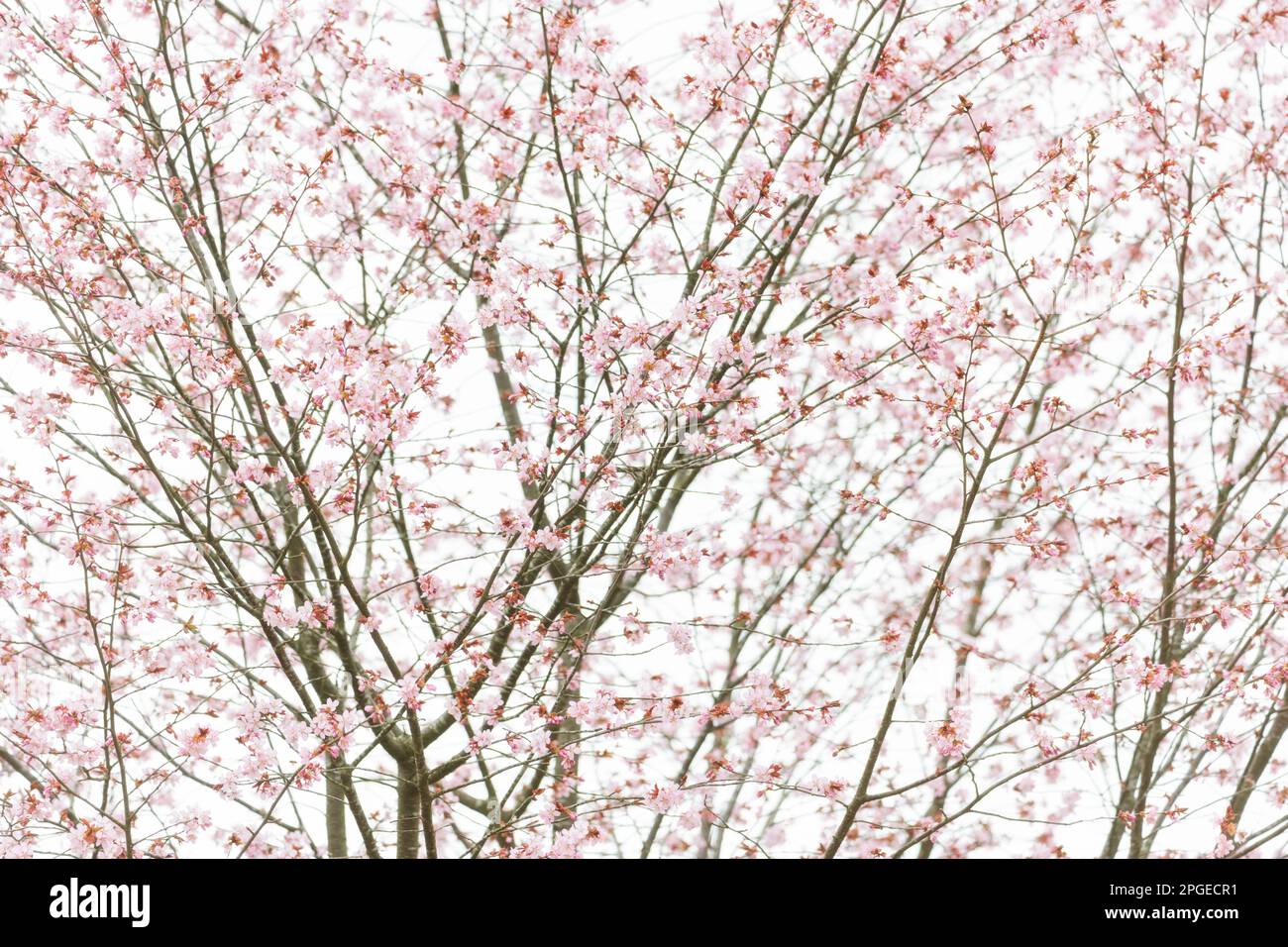 Cherry blossom tree in full bloom Stock Photo - Alamy