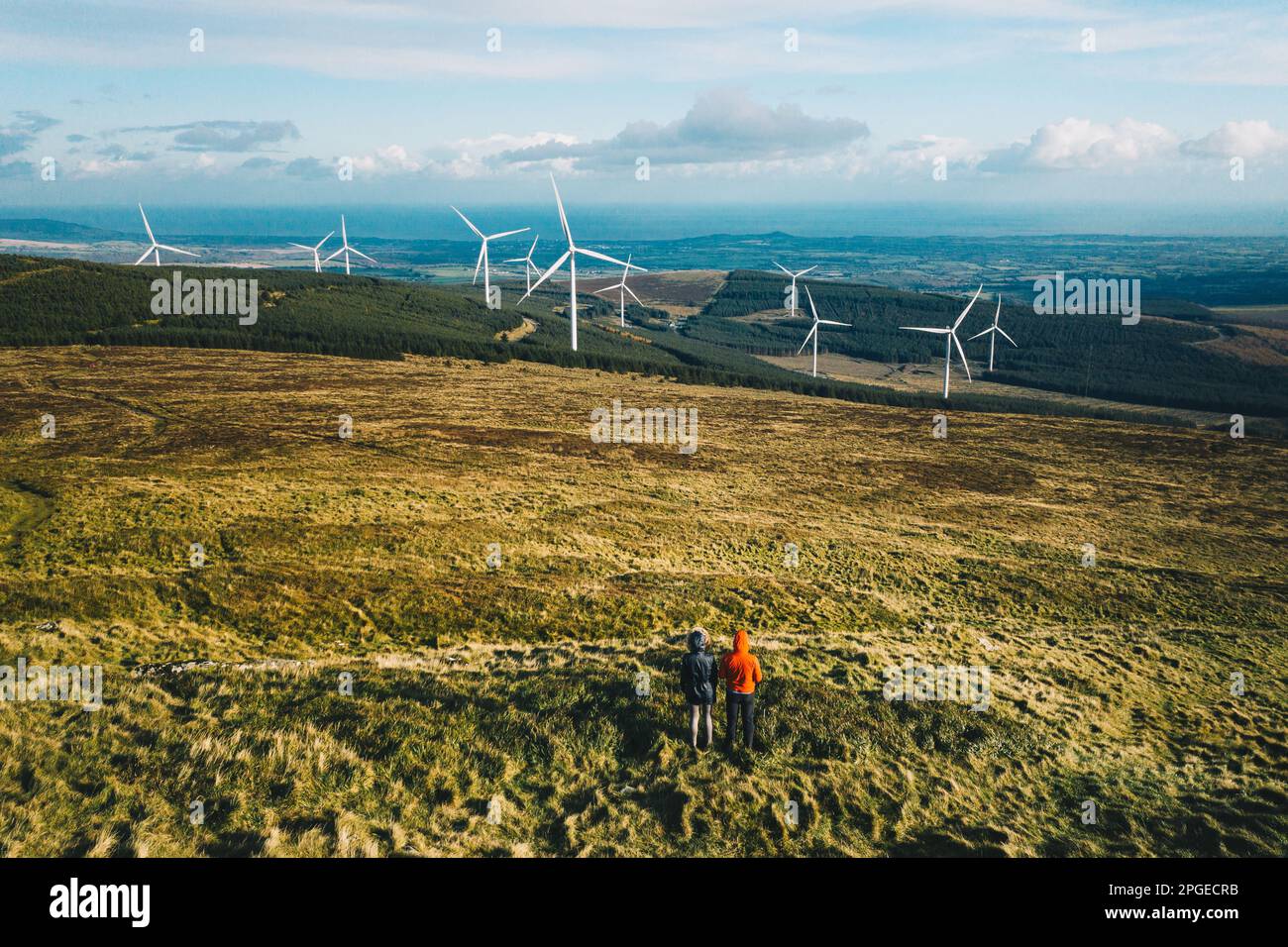 Raheenleagh forest, Ballinvalley, Co.Wicklow / Ireland - The newest ...