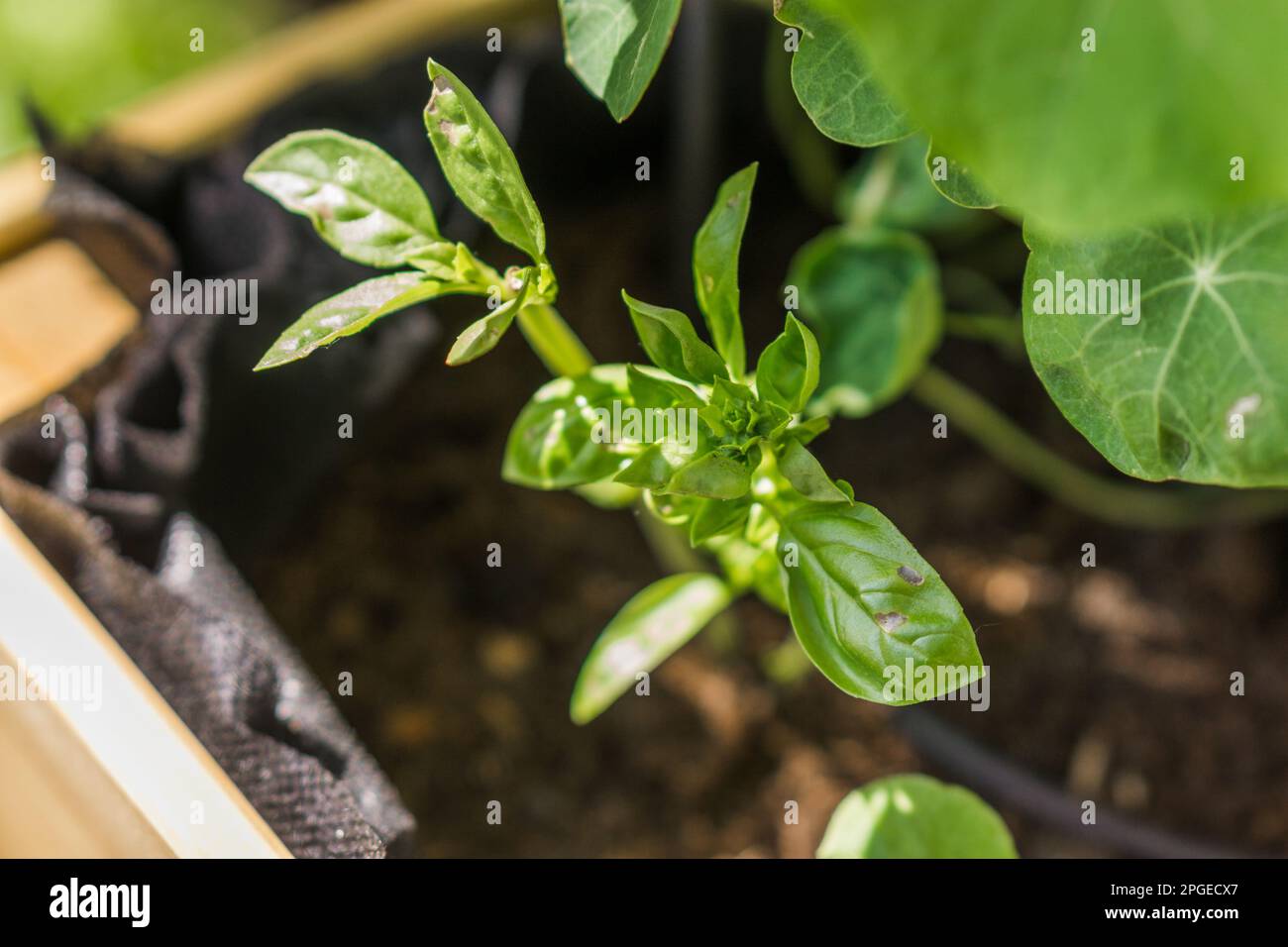 Basil germination hi-res stock photography and images - Alamy