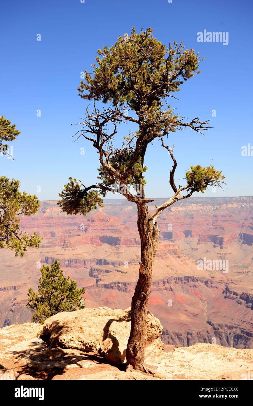Late afternoon in the Grand Canyon Arizona with a brave pinon pine tree ...