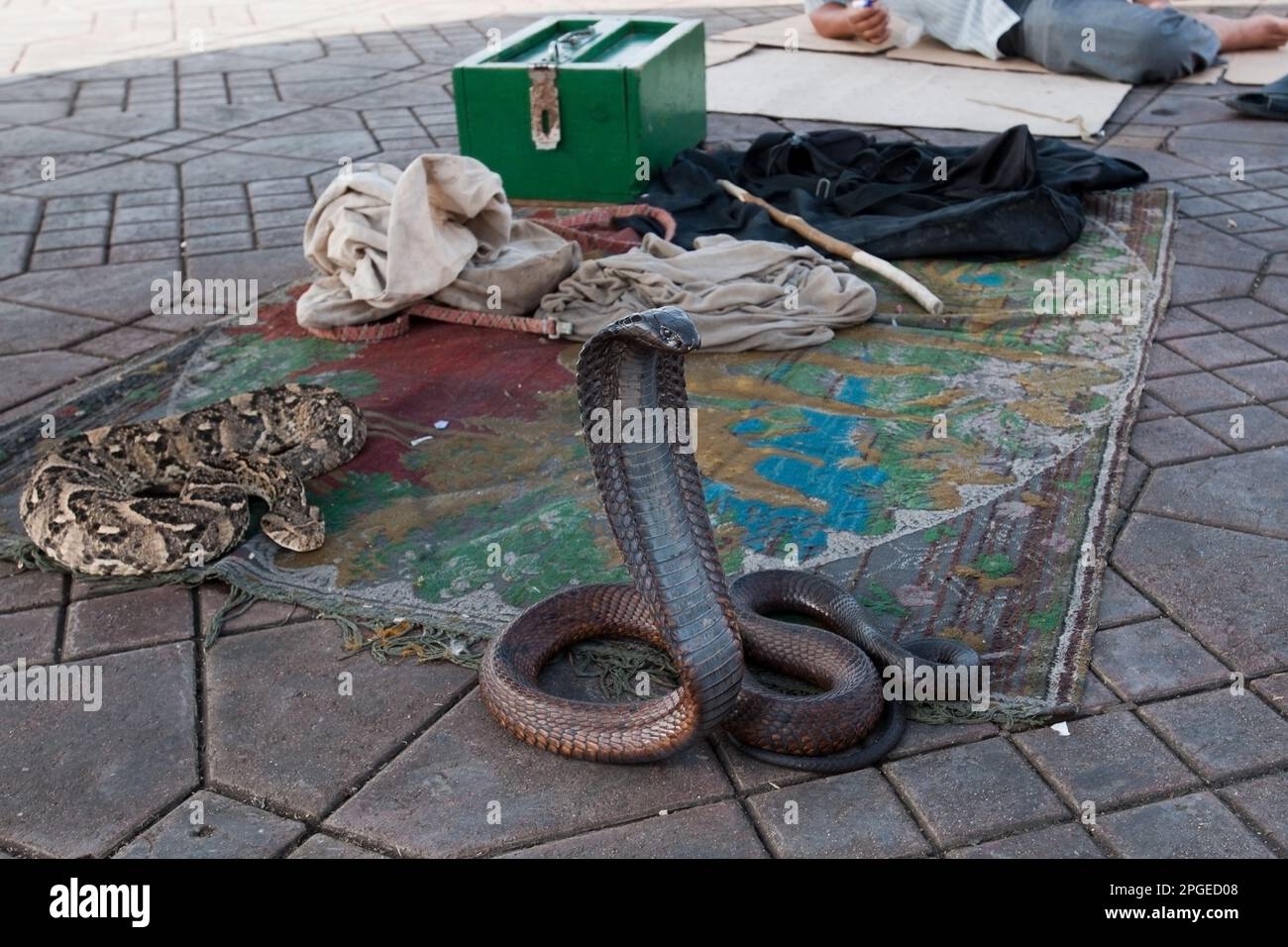 Vipera del deserto hi-res stock photography and images - Alamy