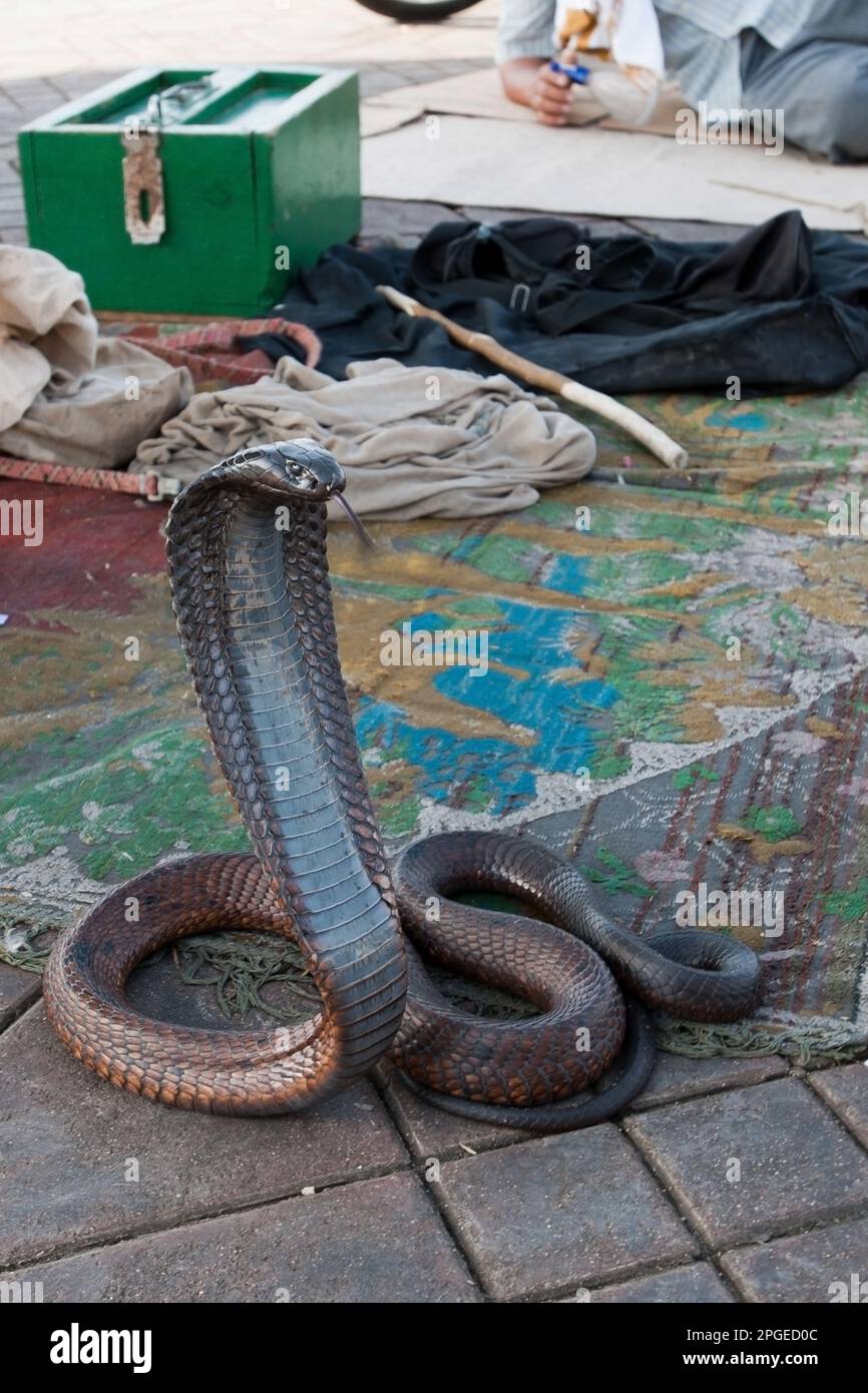 cobra egiziano e incantarori di serpenti nella piazza jamaa el fna ...