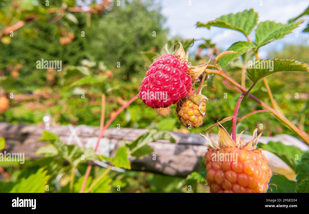 raspberry closeup branch plant home gardening Stock Photo - Alamy