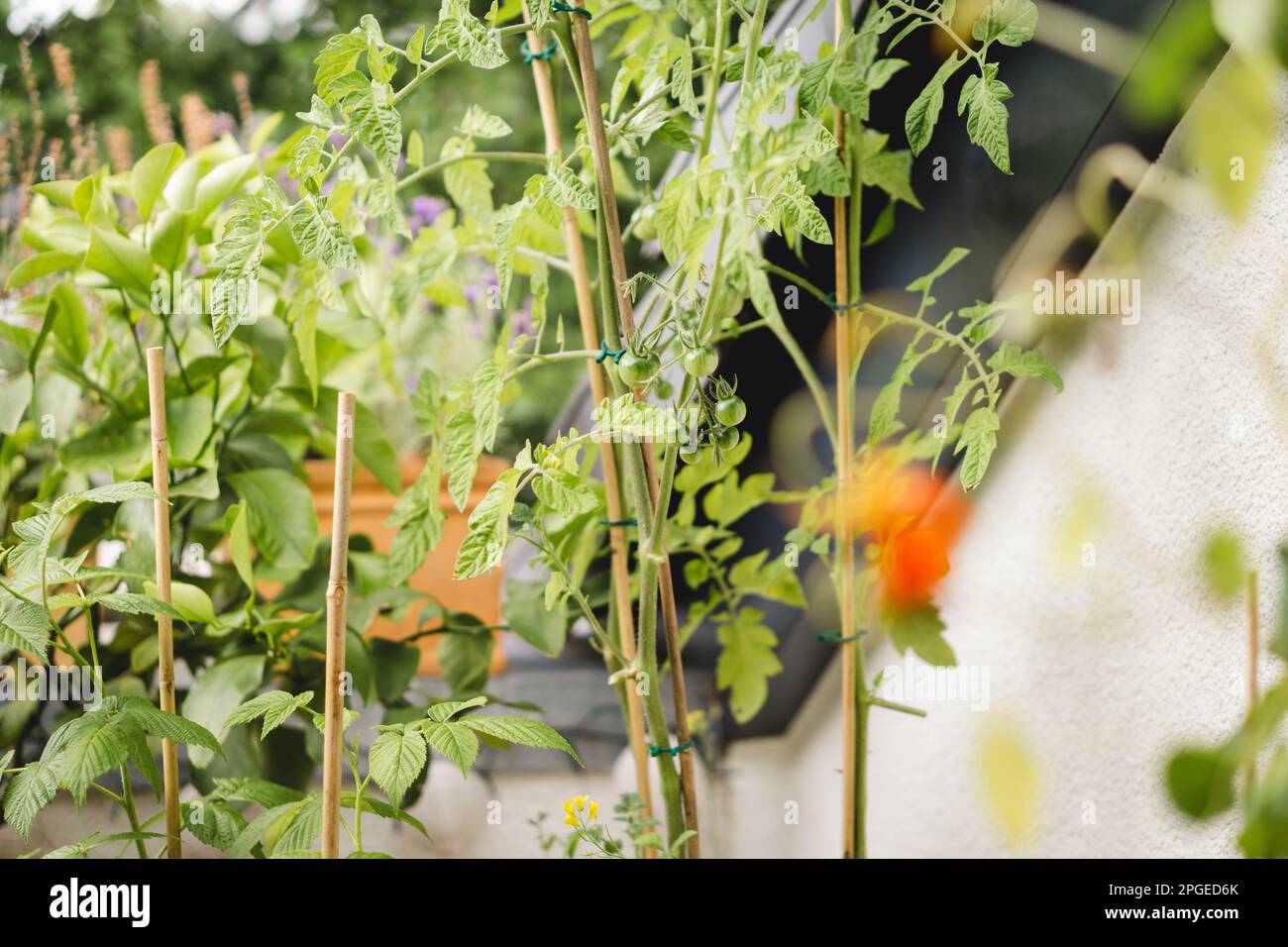 Cherry tomato plant balcony hi-res stock photography and images - Alamy