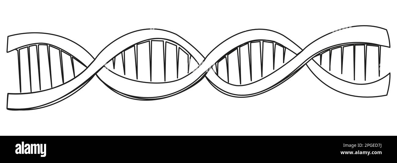 Continuous line DNA symbol on white background Stock Vector Image & Art ...