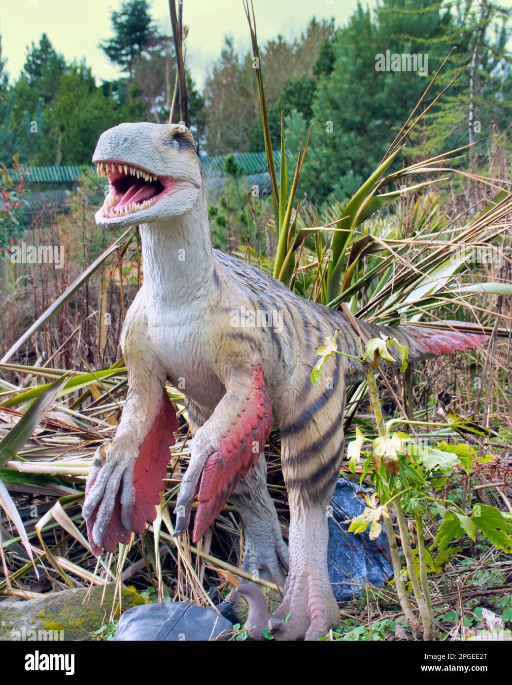 animatronic model of Velociraptor dinosaur at Edinburgh Zoo Hilltop ...