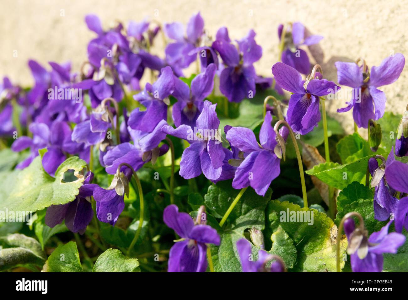 First, Spring, Early, Plants, Viola odorata, Fragrant Violet, English ...