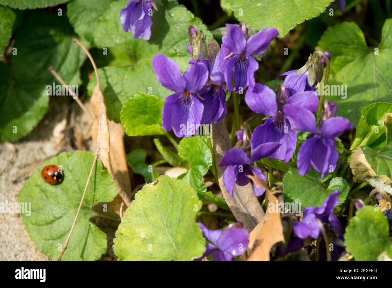 Spring, Ladybug, Leaf, Sweet violet, Viola odorata, Ladybug on, Plant ...