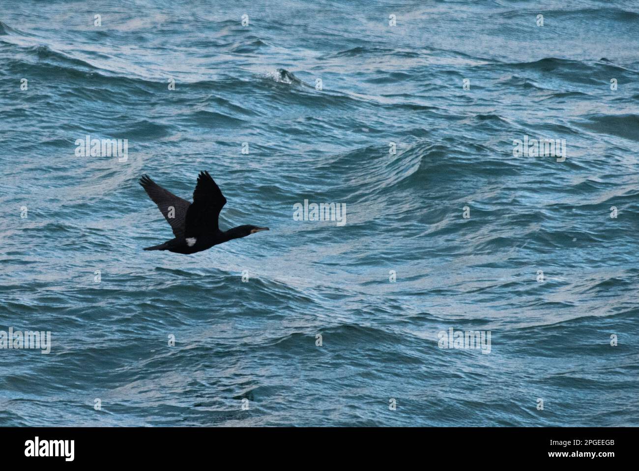 A cormorant captured by Pendennis castle, Cornwall Stock Photo - Alamy