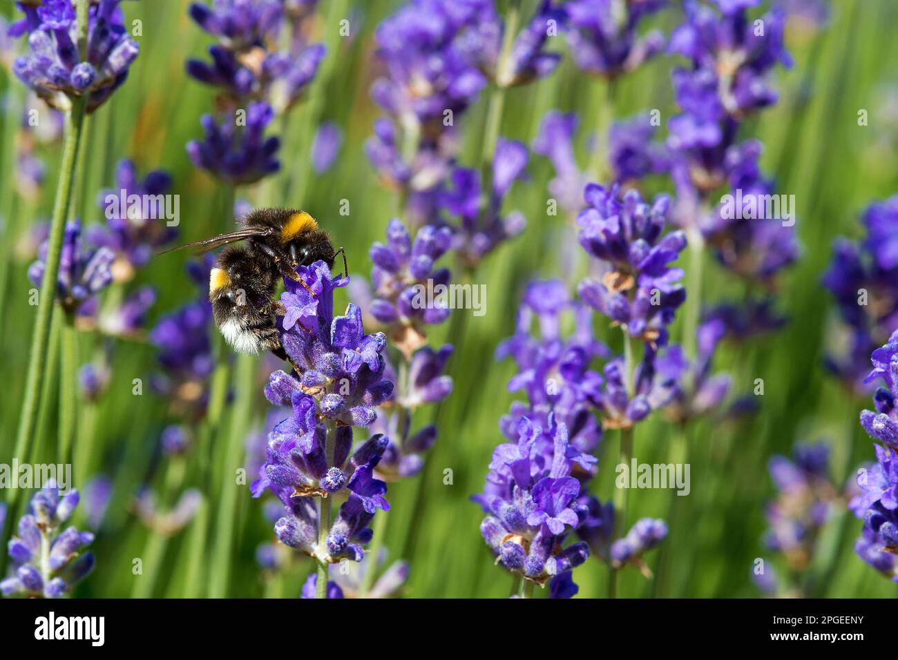 Bumblebees up close hi-res stock photography and images - Alamy