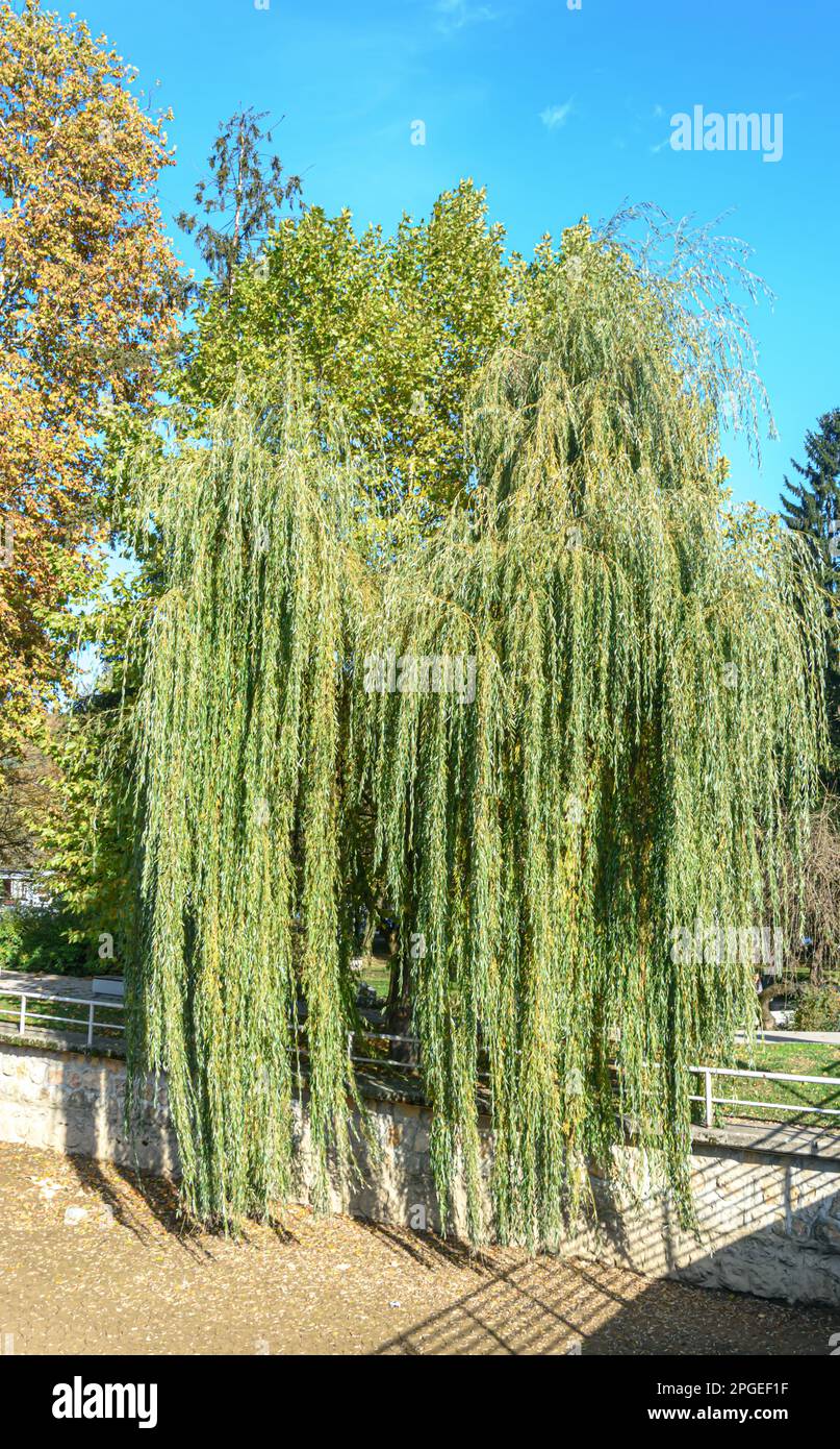 Big green willow hi-res stock photography and images - Alamy