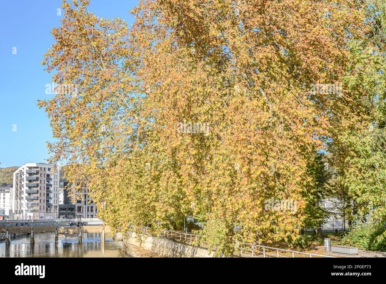 Trees over river Stock Photo - Alamy
