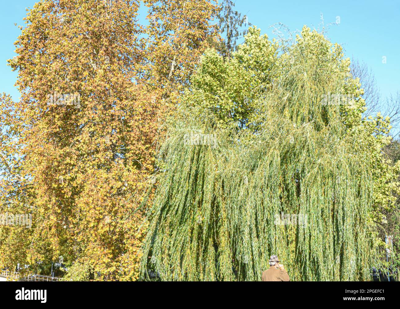 Trees over river Stock Photo - Alamy