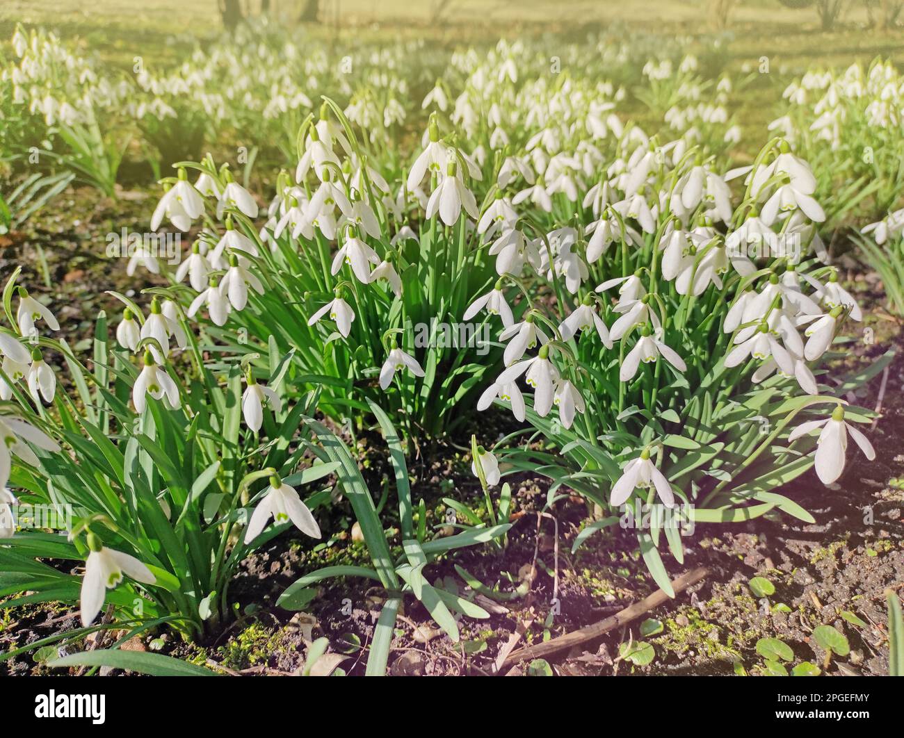 Snowdrops growing in a forest with leaves on the ground Stock Photo - Alamy