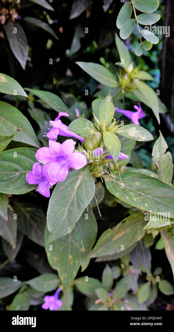 Portrait of Barleria cristata also known as Philippine violet, Bluebell ...