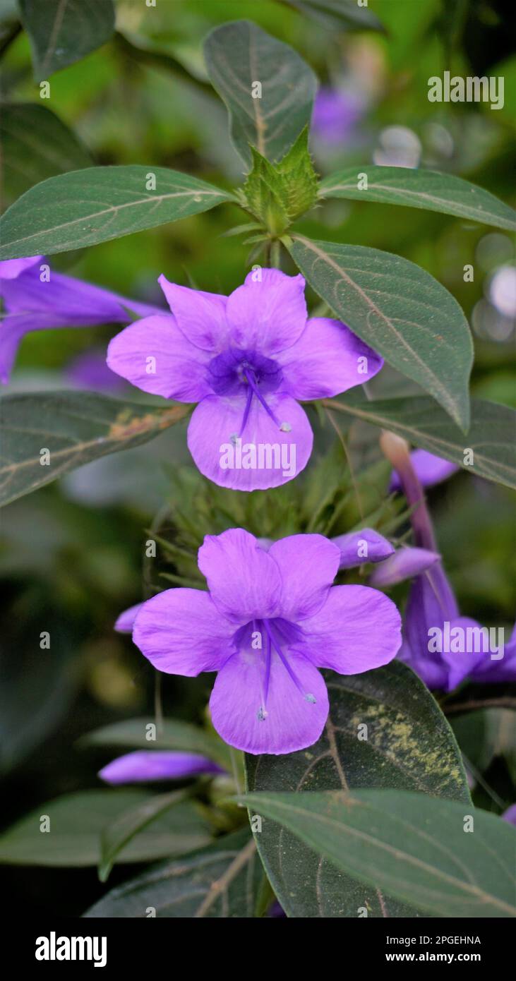 Portrait of Barleria cristata also known as Philippine violet, Bluebell ...