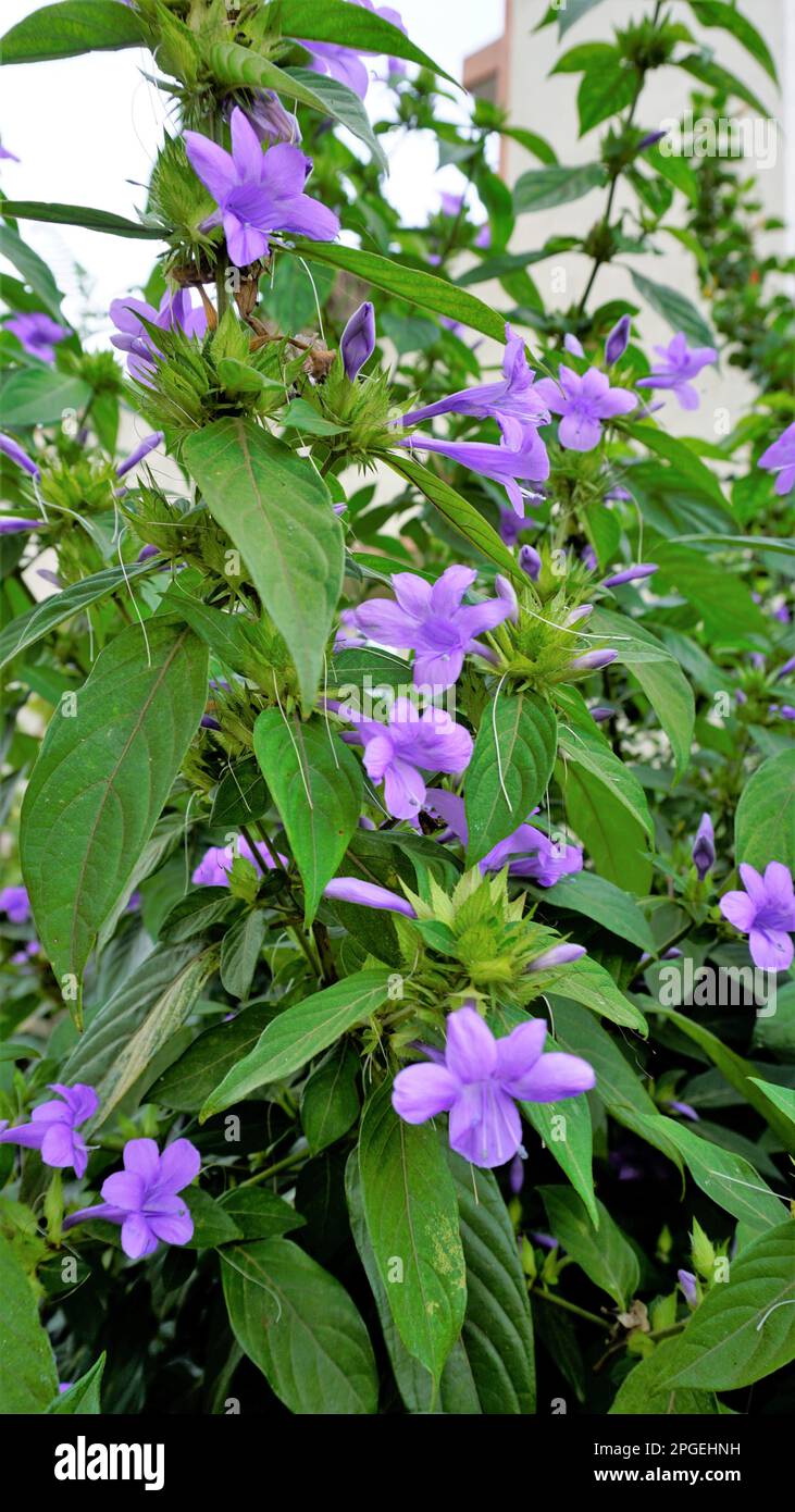 Portrait of Barleria cristata also known as Philippine violet, Bluebell ...
