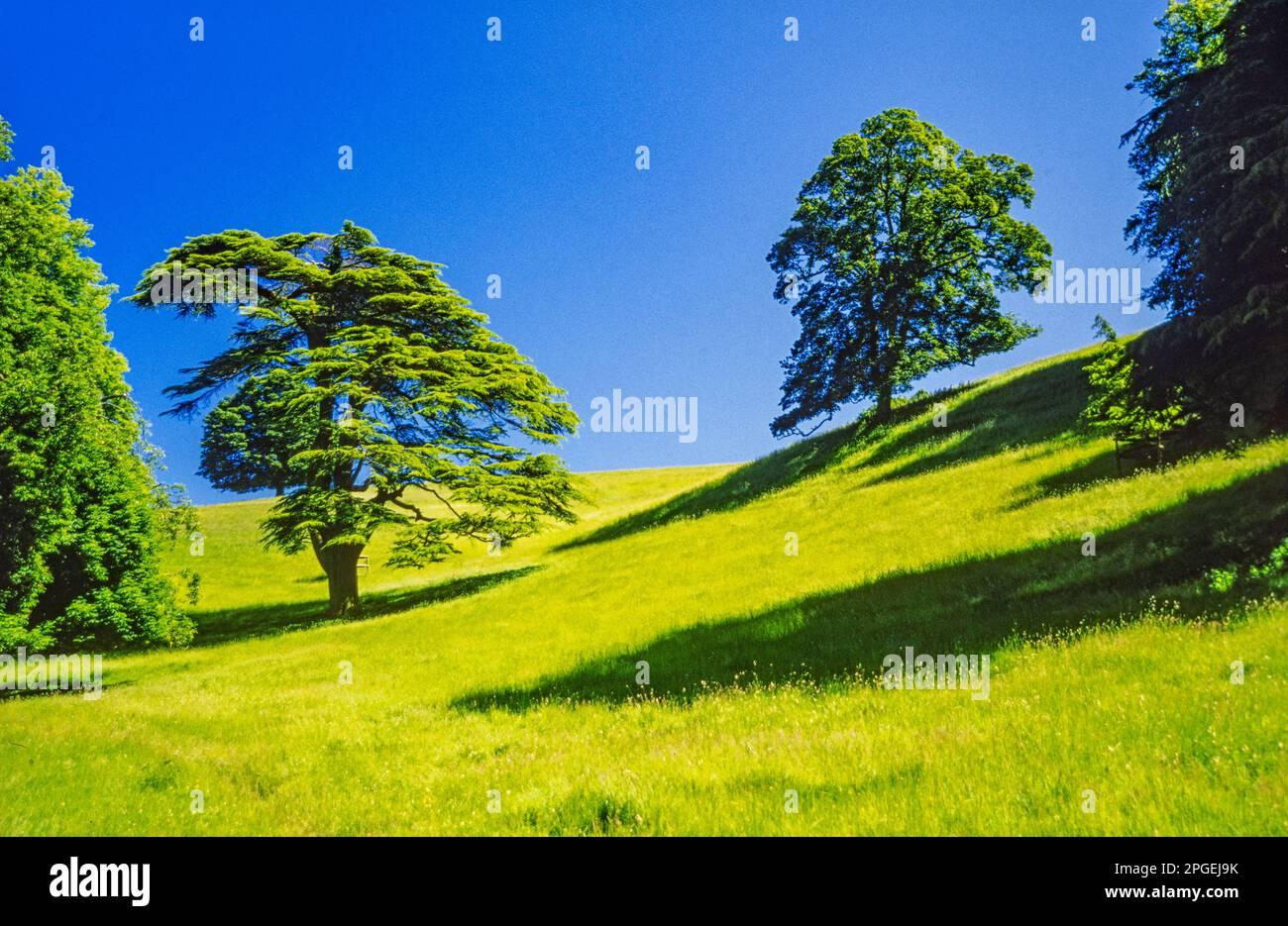 Trees on a grass covered hill side near Bristol Stock Photo - Alamy