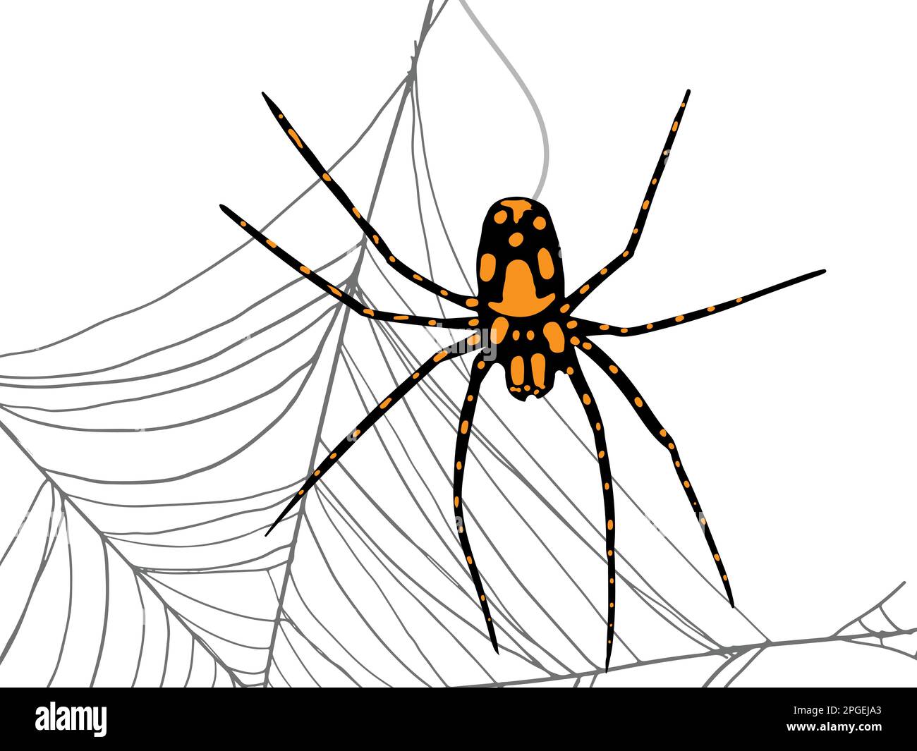 Spider with orange spots weaving a web on a white background Stock ...