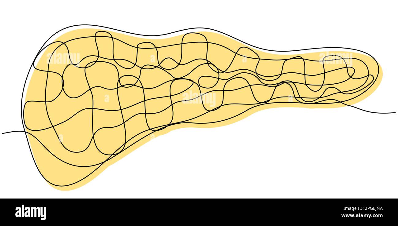 Pancreas in one line on a white background Stock Vector Image & Art - Alamy