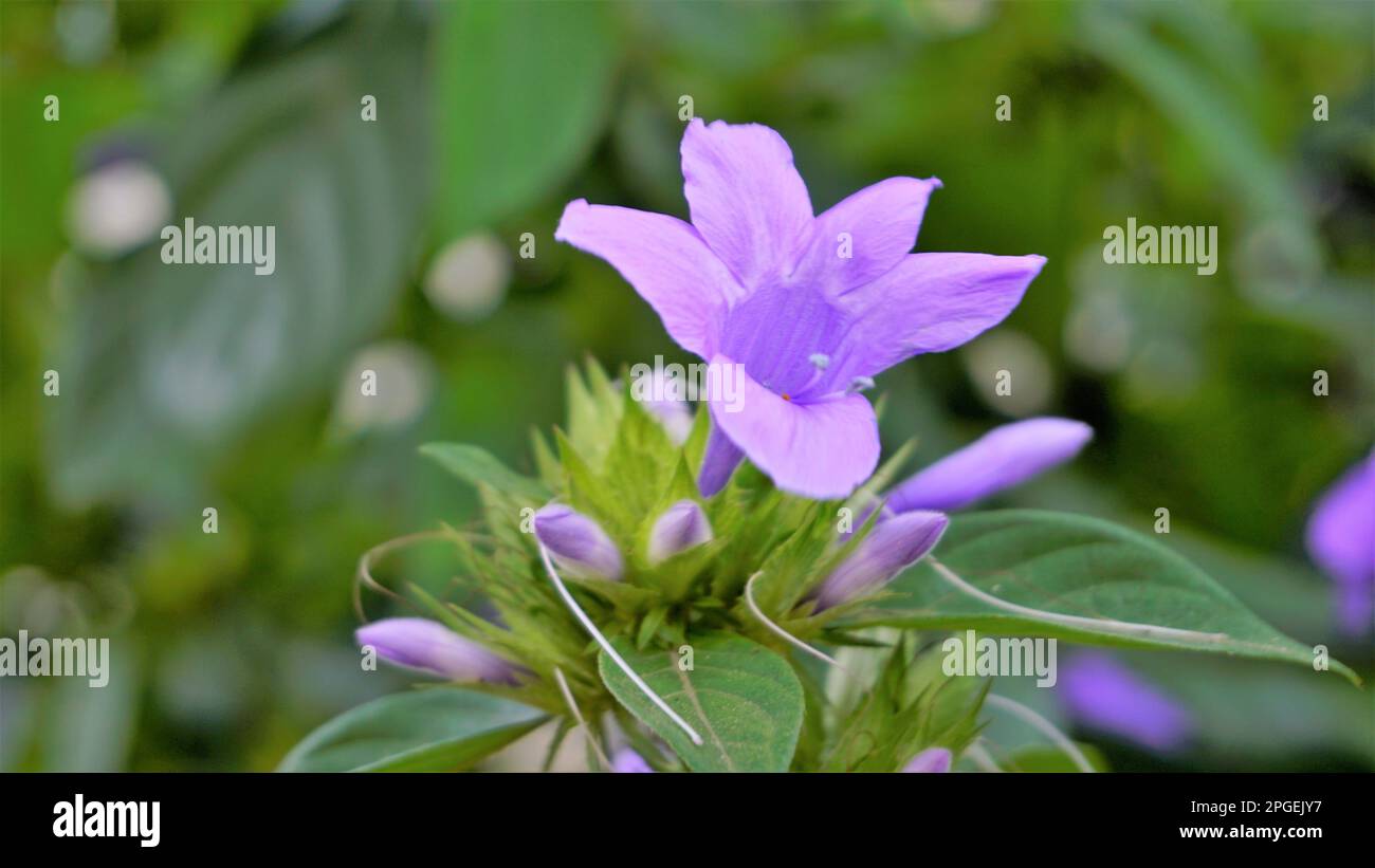 Landscape of Flowers of Barleria cristata also known as Philippine ...