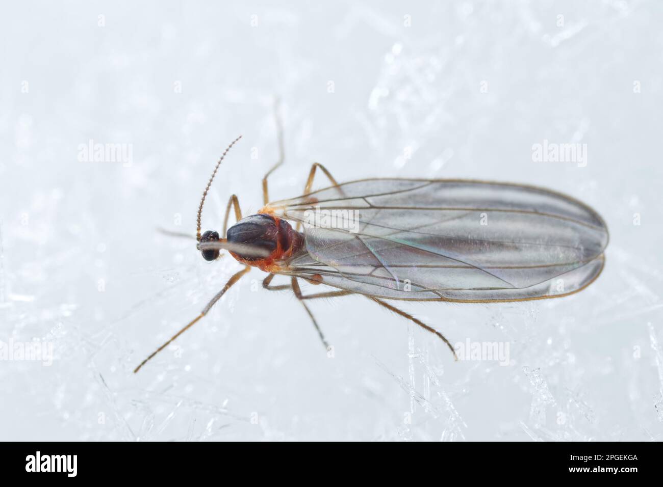 Gall midge hi-res stock photography and images - Alamy