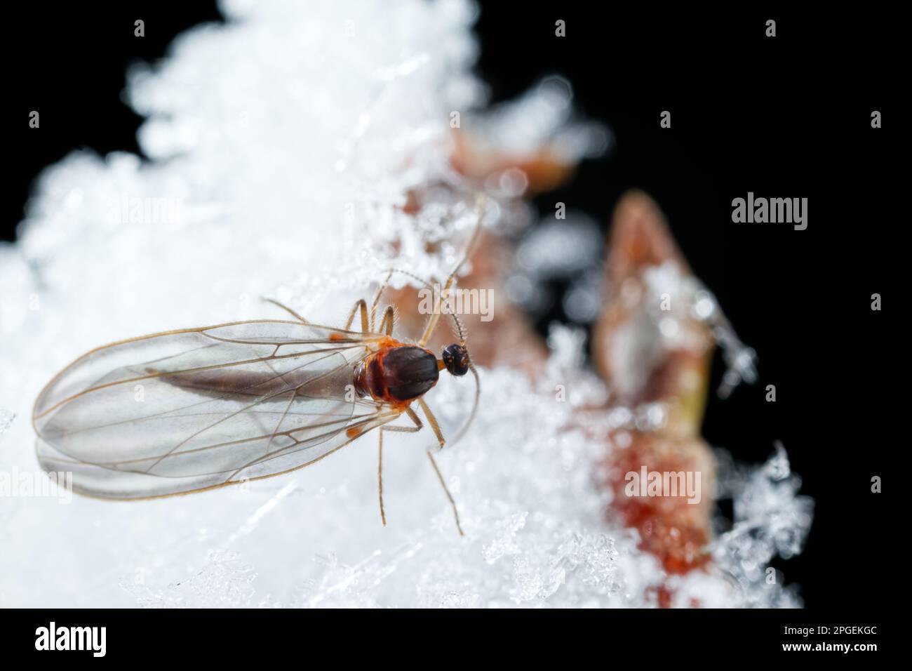 Gall midge hi-res stock photography and images - Alamy