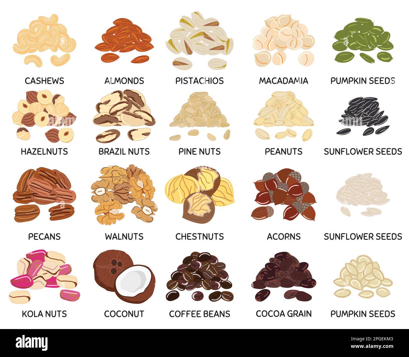 Sunflower seeds and walnuts Stock Vector Images - Alamy