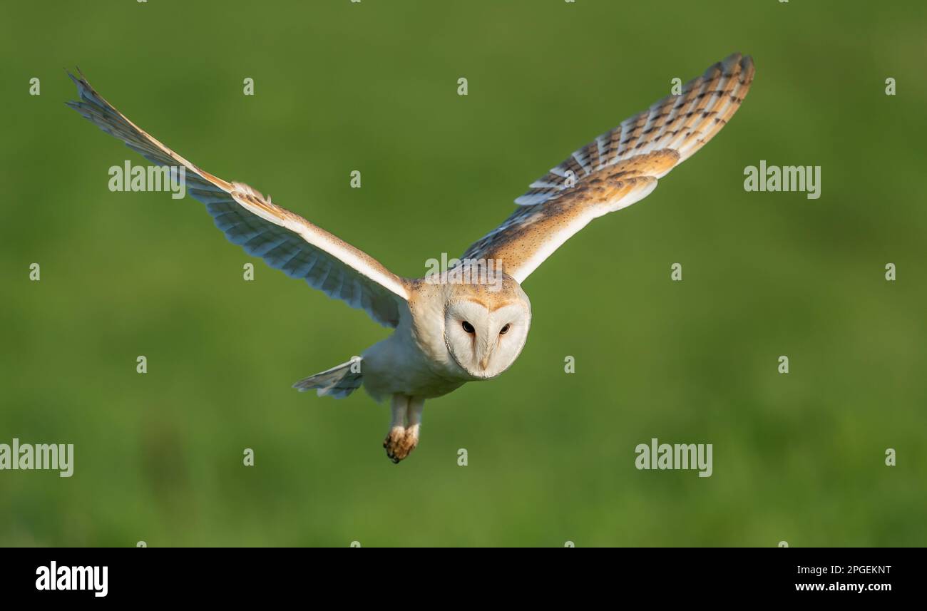 Flight alert hi-res stock photography and images - Alamy
