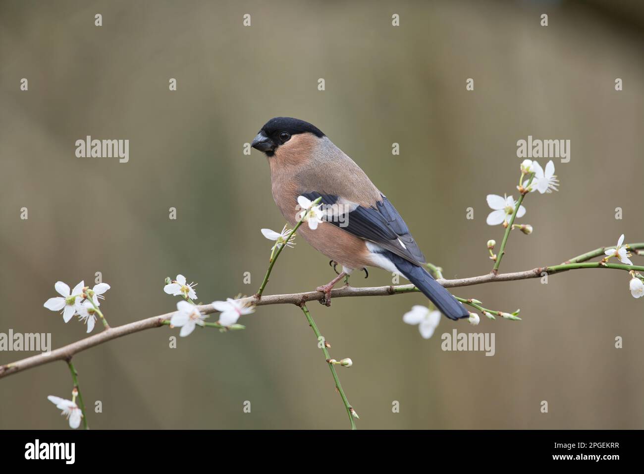 Female bullfinch hi-res stock photography and images - Alamy