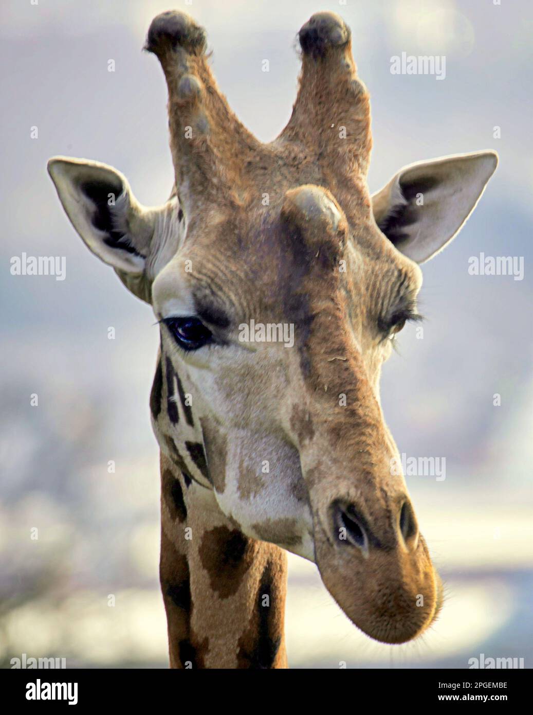 Giraffe head hi-res stock photography and images - Alamy