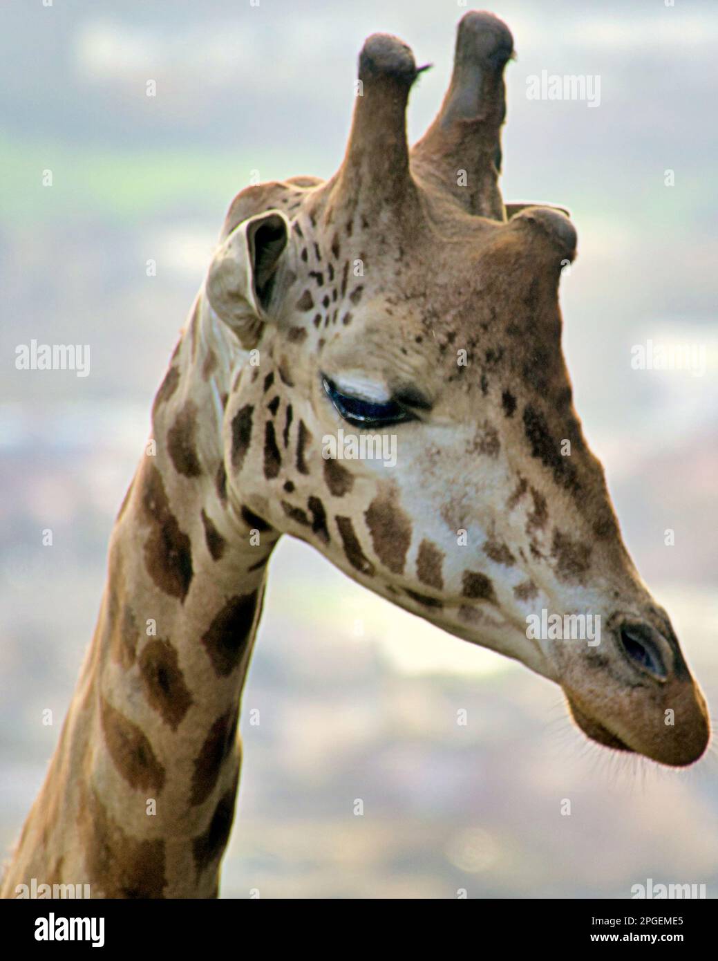 Head smile hi-res stock photography and images - Alamy