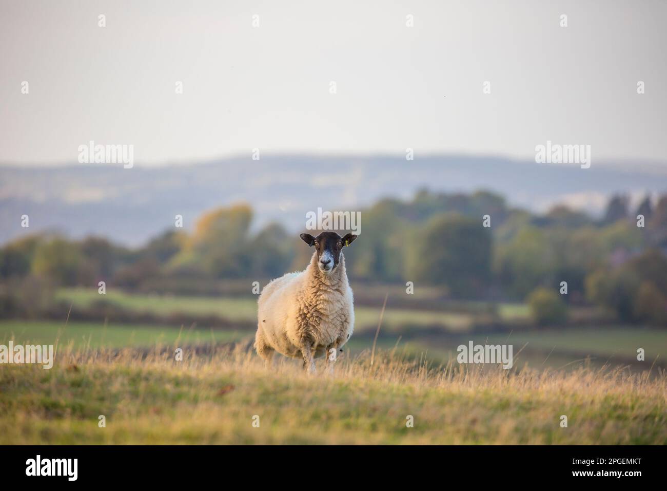 Lonely sheep standing isolated in rural UK countryside Stock Photo - Alamy