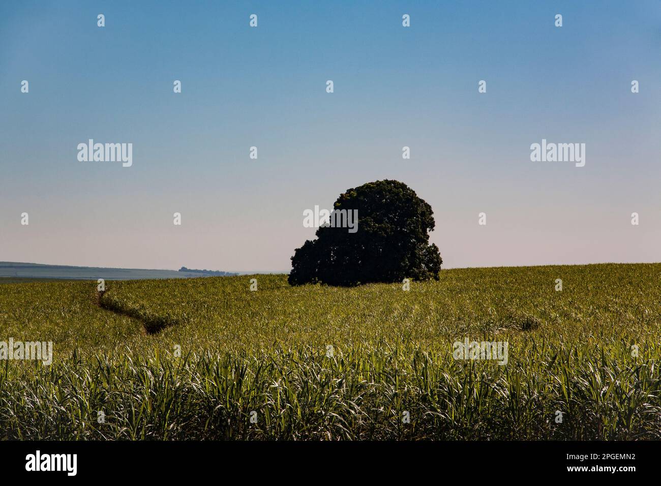 Ethanol deforestation hi-res stock photography and images - Alamy