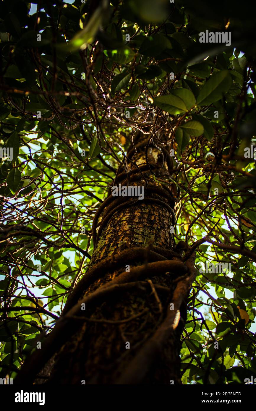 A low-angle shot of majestic tree with long vines winding around its ...